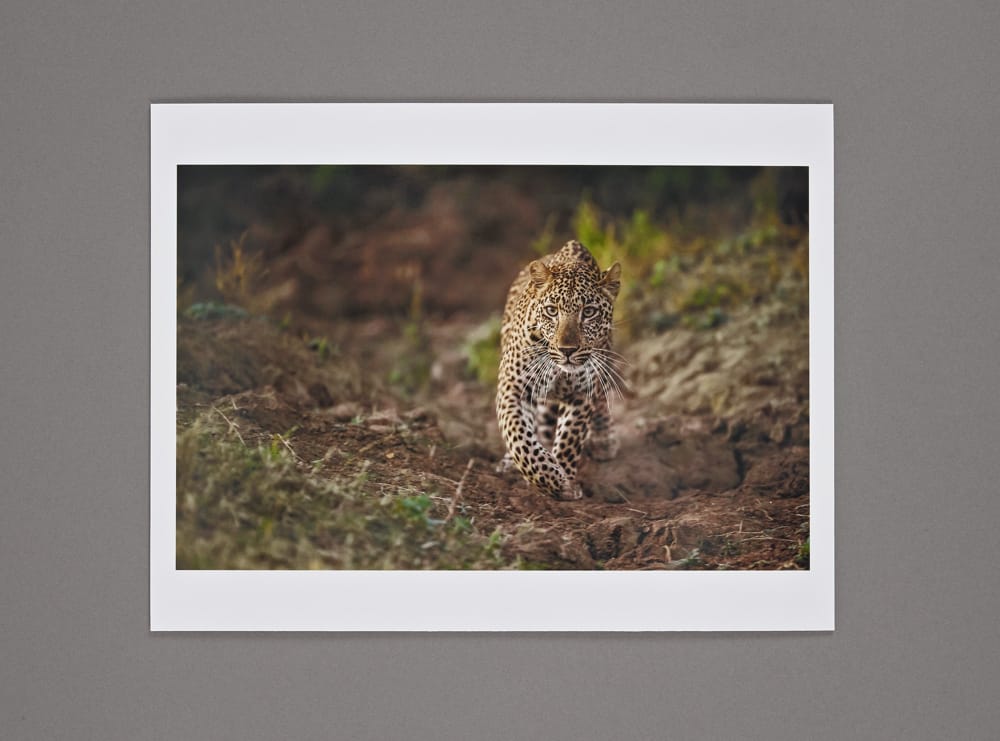 Professional C-type Photo Printing | theprintspace